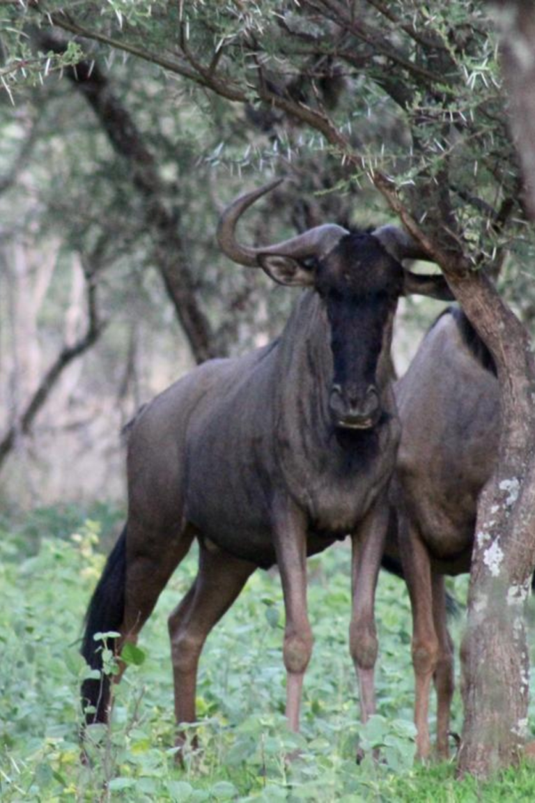 Home - Ubabalo Lodge